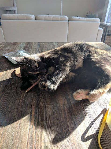 Catnip Lollipop Bliss R Tortiecats