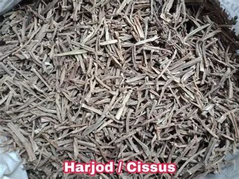 Harjod Cissus Quadrangularis Packaging Size 20 30kg At Rs 50 Kg In Kolaras