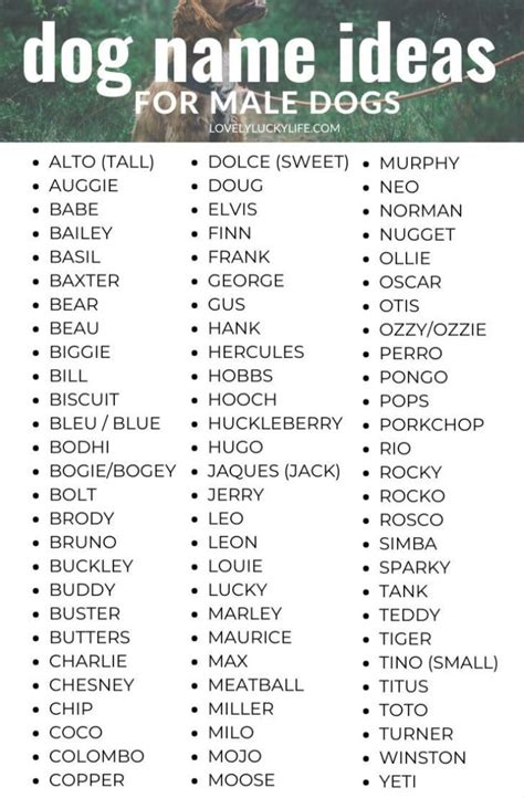 Finding The Best Names For Dogs Artofit