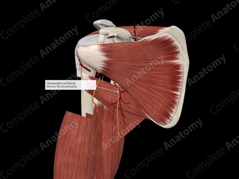 Thoracodorsal Nerve Complete Anatomy