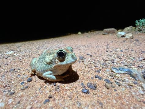 The Fascinating World Of Hibernation