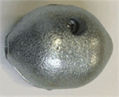 Amazon Com Warrick Float Weight Weight For Tilt Float Switches Patio Lawn Garden