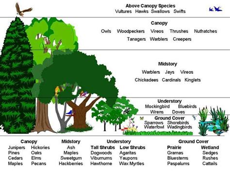 Canopy Layer Diagram