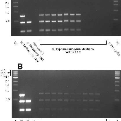 MPCR Assays A MPCR Assay Of A Representative Panel Of Salmonella Download Scientific Diagram