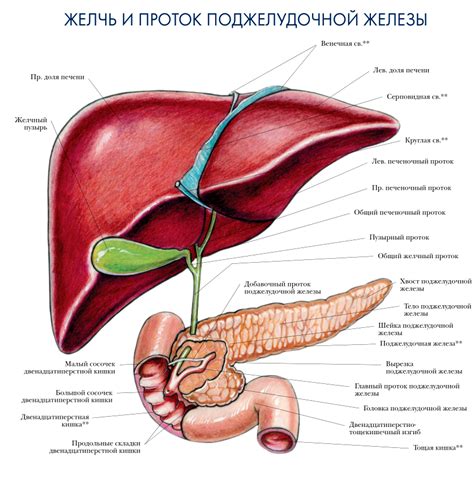 Желчный пузырь рисунок (47 фото)