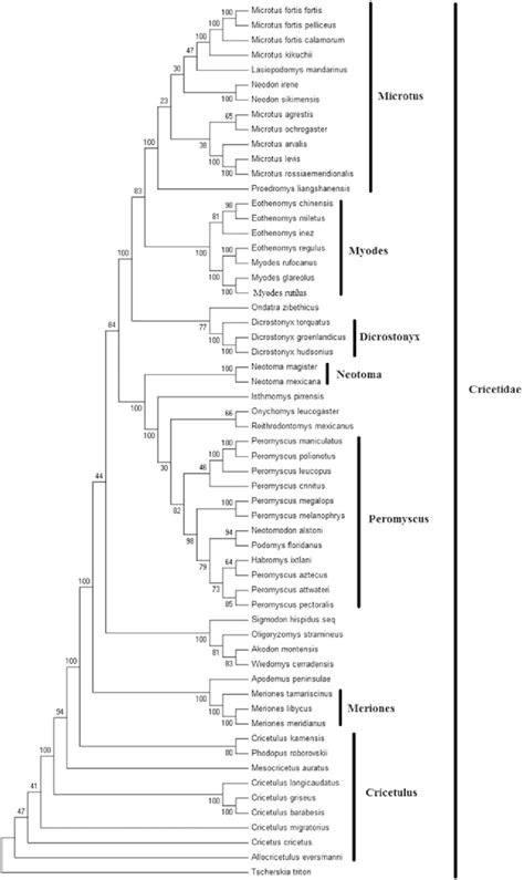 Phylogenetic Tree Generated Using The Maximum Parsimony Method Based On