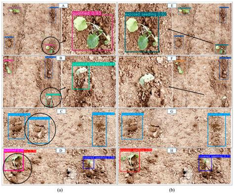 Agronomy Free Full Text Seedling Yolo High Efficiency Target Detection Algorithm For Field