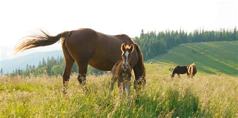 Become A Member Iser Society