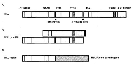 Figure 61 From The Super Elongation Complex Sec In Development And