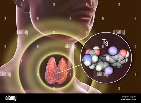 Molecule Of Triiodothyronine T3 A Hormone Produced By Thyroid Gland