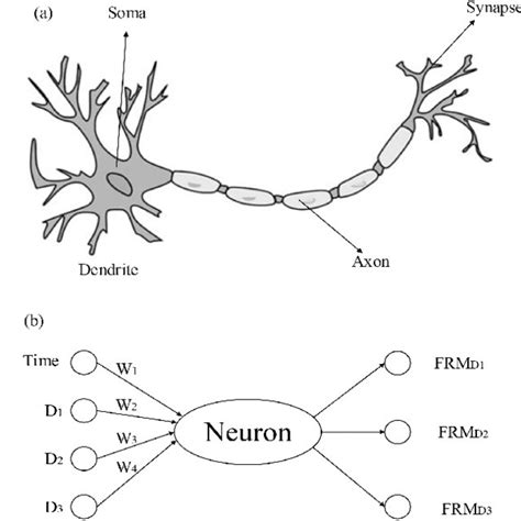 A Biological Neural Network And Its Matlab Architecture B The