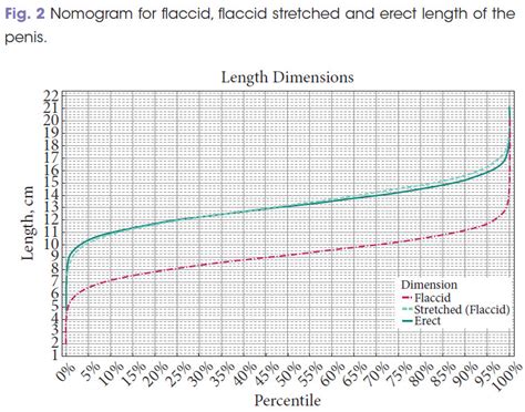 Study The Typical Erect Penis Is 51 Inches Vox
