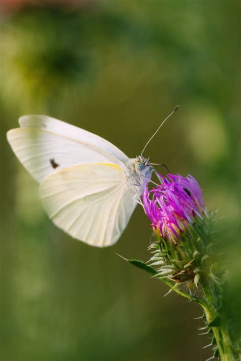 What Is A White Cabbage Moth And Homemade Cabbage Moth Spray Cedar
