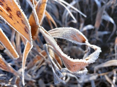 Premium Photo Frosted Grass Leaves
