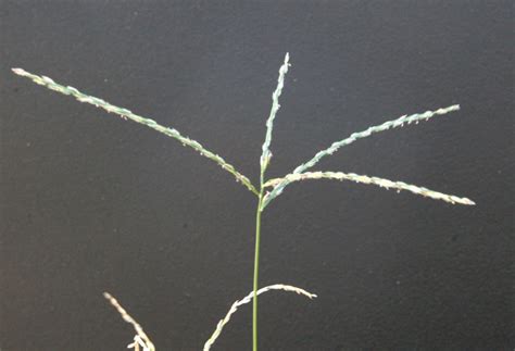 Crabgrass Grow Native