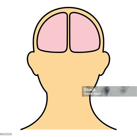 인간의 머리 모델 뇌 개요 정면도 벡터 파일 세트 컬러 일러스트 레이 션 0명에 대한 스톡 벡터 아트 및 기타 이미지 0명 건강관리와 의술 건강한 생활방식 Istock