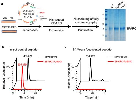 Assessment Of The Binding Affinity Of Sparc To Collagen I Using Biacore