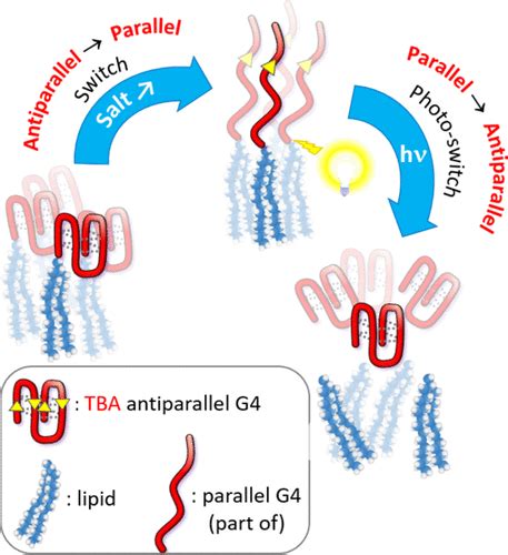 Controlling The G Quadruplex Topology Toward The Formation Of A Lipid Thrombin Binding Aptamer