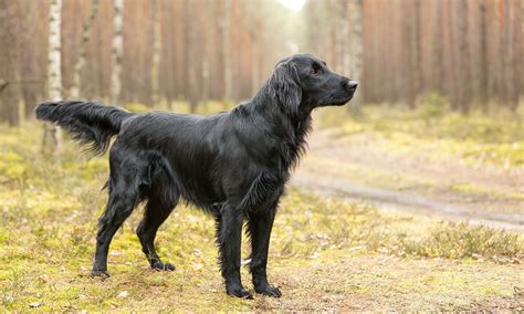 Flat Coated Golden Retriever