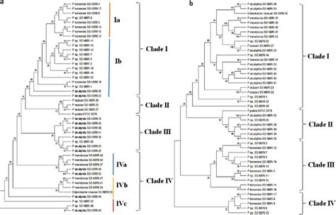 concatenated phylogenetic tree constructed using maximum parsimony