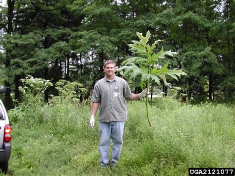Giant Hogweed And Cow Parsnip Which Is Which And Why You Should Care