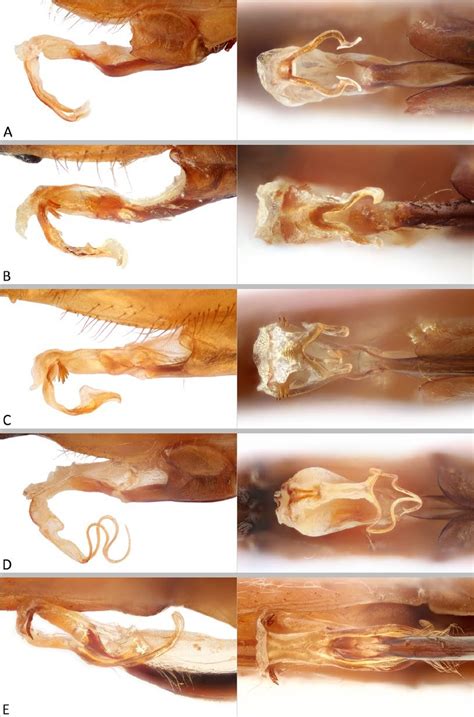 Genital Ligula Lateral And Ventral View A Inpabasis Hubelli Santos Download Scientific