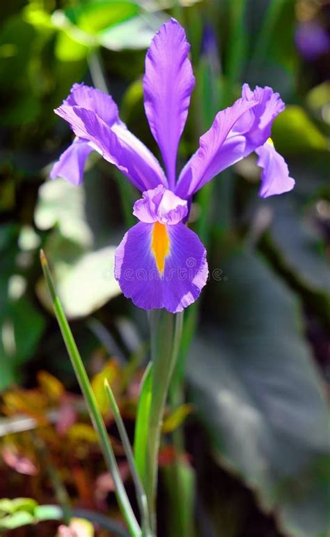 FLOWER Seductive Purple Stock Image Image Of Beautiful 144251933