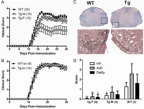Eae Phenotype Is Attenuated In Hur Tg Mice Download Scientific Diagram