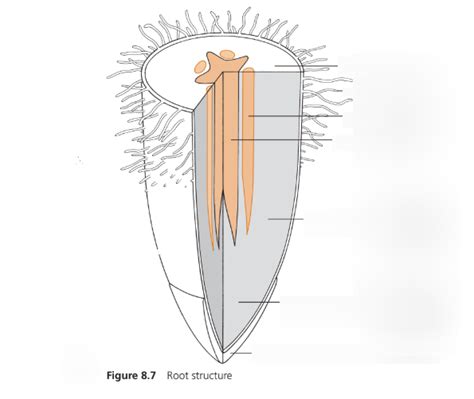 Root Structure Diagram Quizlet