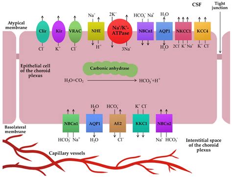 Cerebrospinal Fluid Production Its Production Is Based On The Active Download Scientific