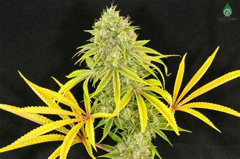 Longbottom Leaf Green Dot Labs