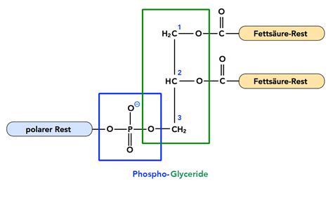 Phosphoglyceride