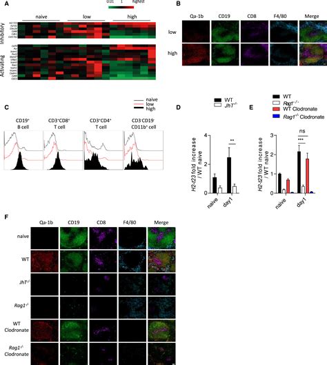 lymphocytes negatively regulate nk cell activity via qa 1b following