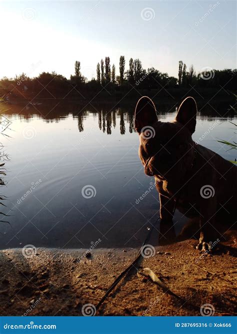 French Bulldog Brulik Dog Stock Photos - Free & Royalty-Free Stock ...
