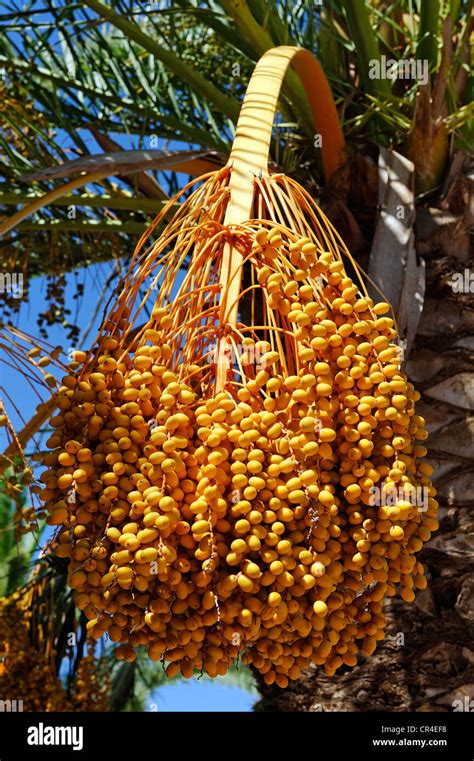 Fruit Of The Date Palm Phoenix Dactylifera Orosei Sardinia Italy