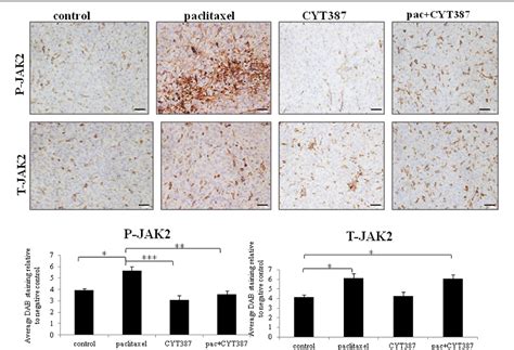 Figure 2 From Targeted Disruption Of The Jak2stat3 Pathway In