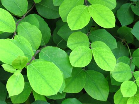 Vibrant Shiny Green Tree Bush Shrub Leaves Close Up View Of Green Leaves Background Stock