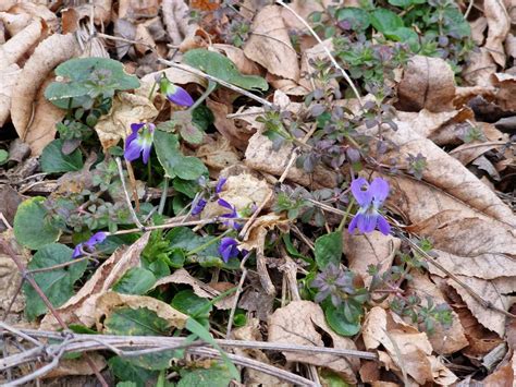 Слънчево начало на седмицата Кворум Силистра