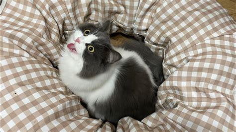 내가 혀를 내미는 이유 Youtube