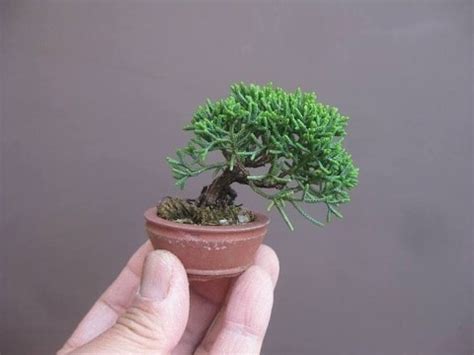 How Big Do Bonsai Trees Grow Grow Your Bonsai
