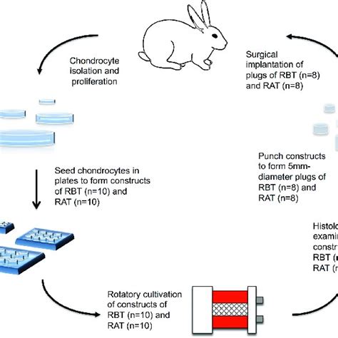 Experimental Design Chondrocytes Were Isolated From Rabbit Cartilage Download Scientific