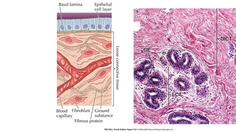 Basal Lamina Histology