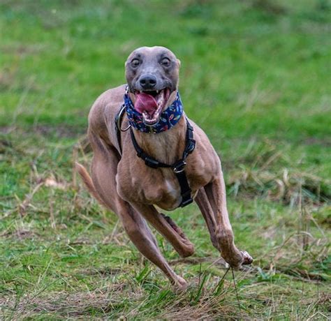 What Is The Fastest Breed Of Dog