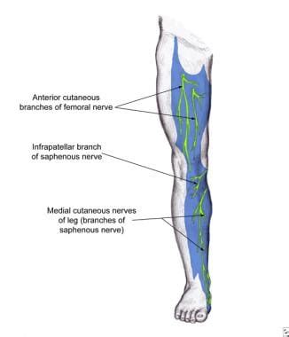 Saphenous Nerve Block Overview Indications Contraindications