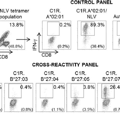 Pdf Recognition Of Distinct Cross Reactive Virus Specific Cd8 T