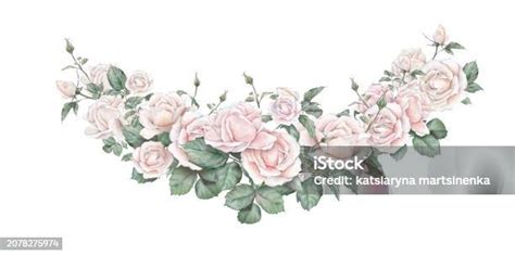 수채화 프레임 그림 흰색 크림 장미와 녹색 잎 흰색 배경에 고립되어 있습니다 테두리 손으로 그린 자연 식물 나뭇 가지 밝은 복숭아 색 색상 장미 장미 디자인 엽서 0명에