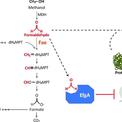 Methanol Utilization Pathway In M Extorquens Methanol Is Oxidized To