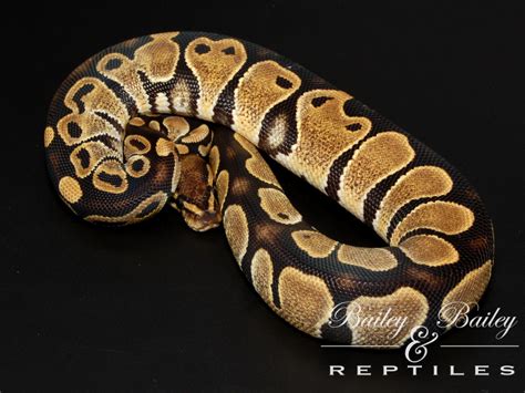 21 Double Het Vpi Axanthic Genetic Stripe 4 From