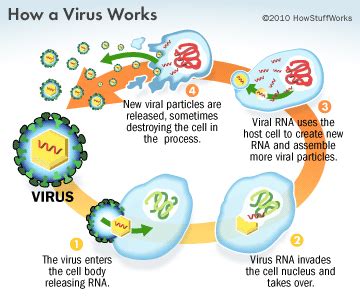 What Is A Virus And How Does It Become A Danger To Human Life