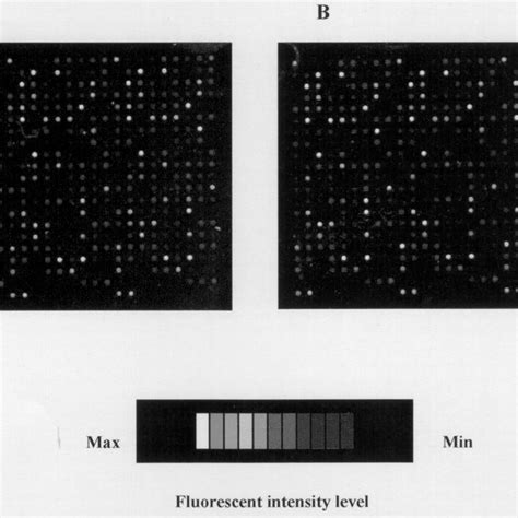 Breast Cancer Microarray Hybridized With Cdna Derived From Mrna Download Scientific Diagram